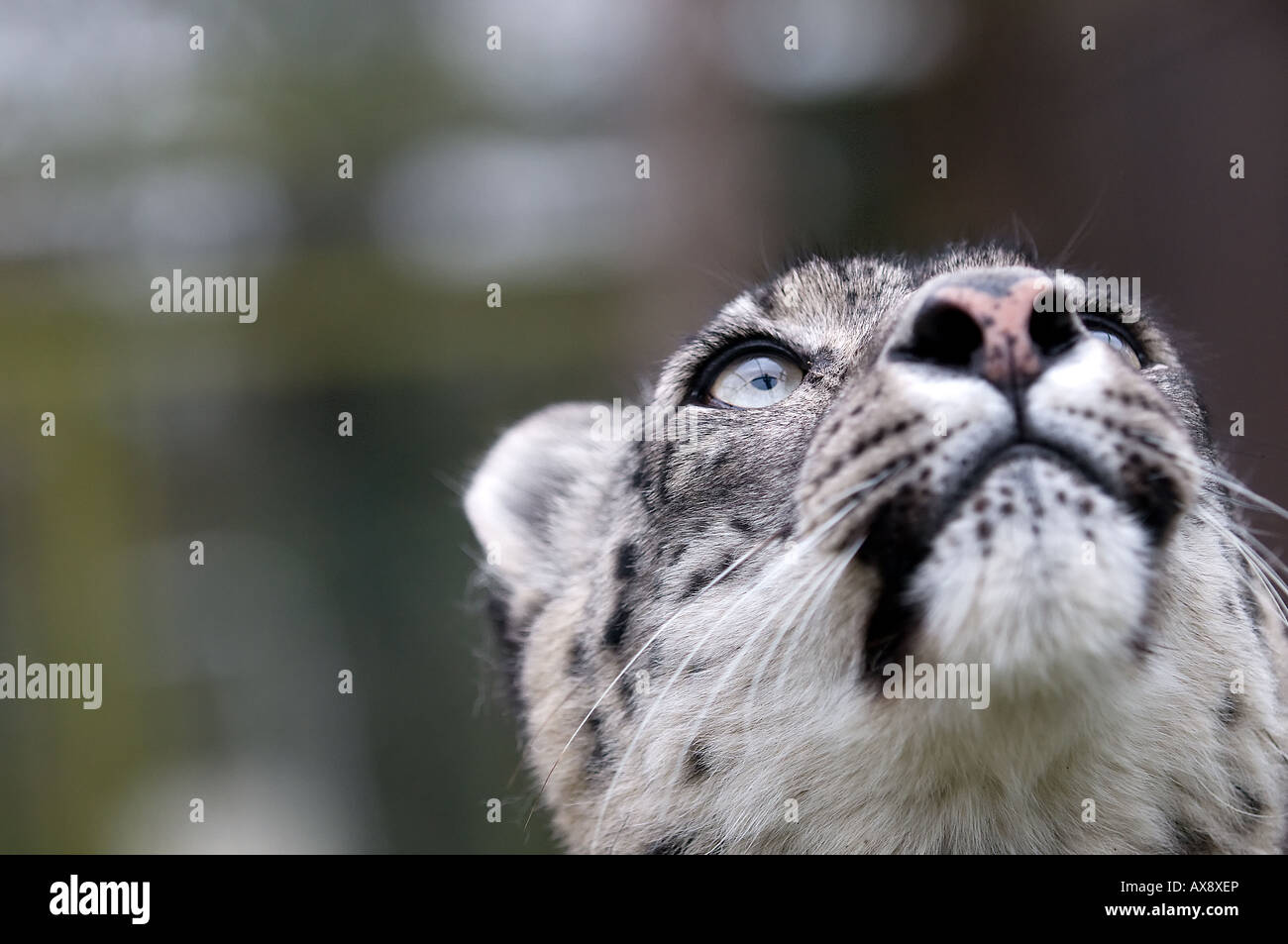 Anima markings hi-res stock photography and images - Alamy