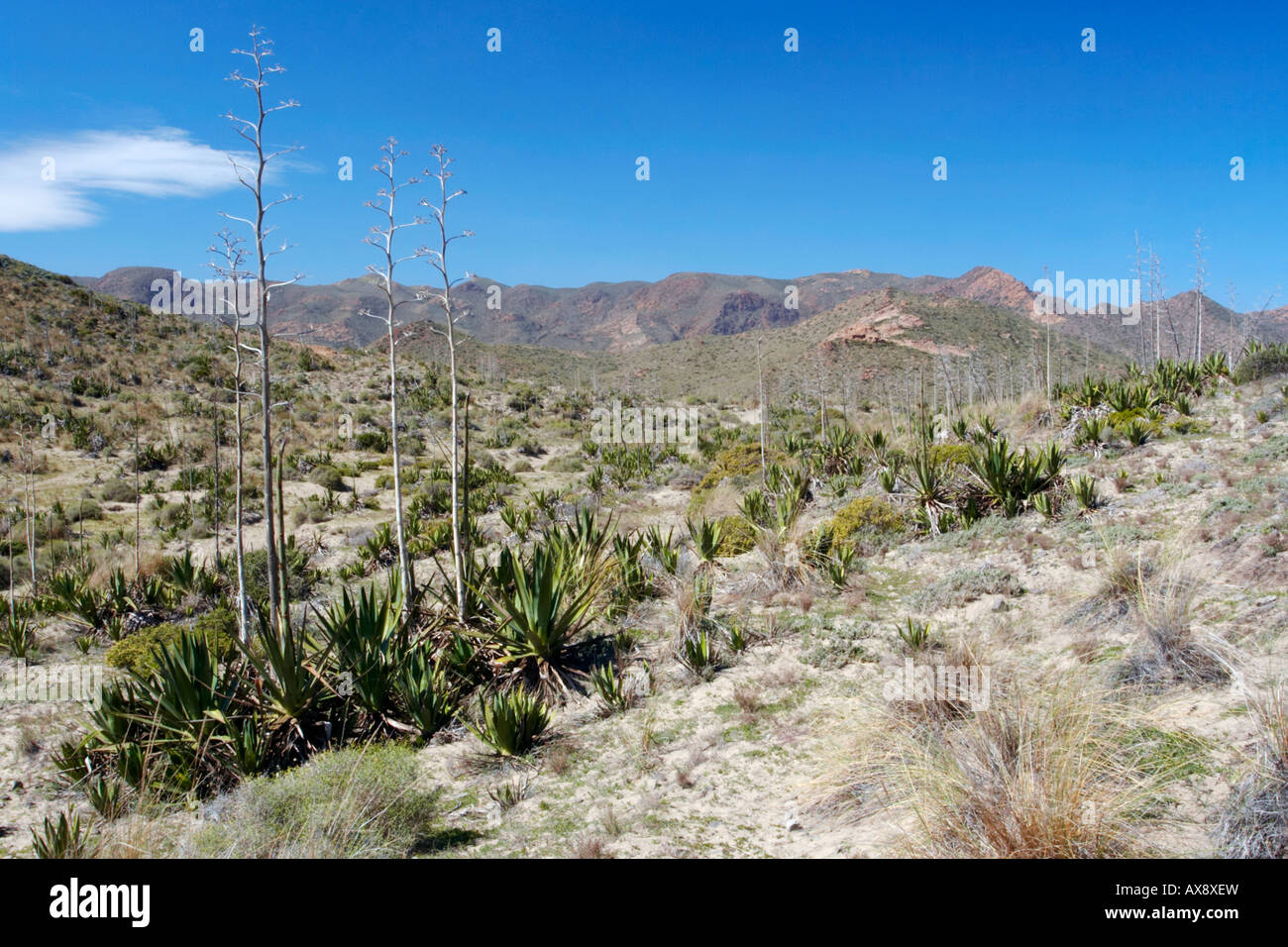Barronal desert, Agave americana, Cabo de Gata Nijar, Andalucia, Spain ...