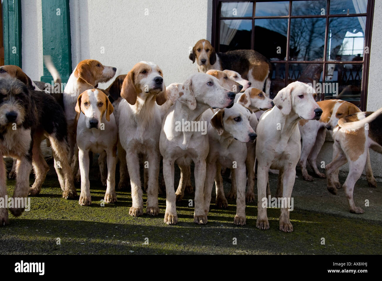 Hounds dogs at fox hunt meet in Pembrokeshire hunting Stock Photo - Alamy