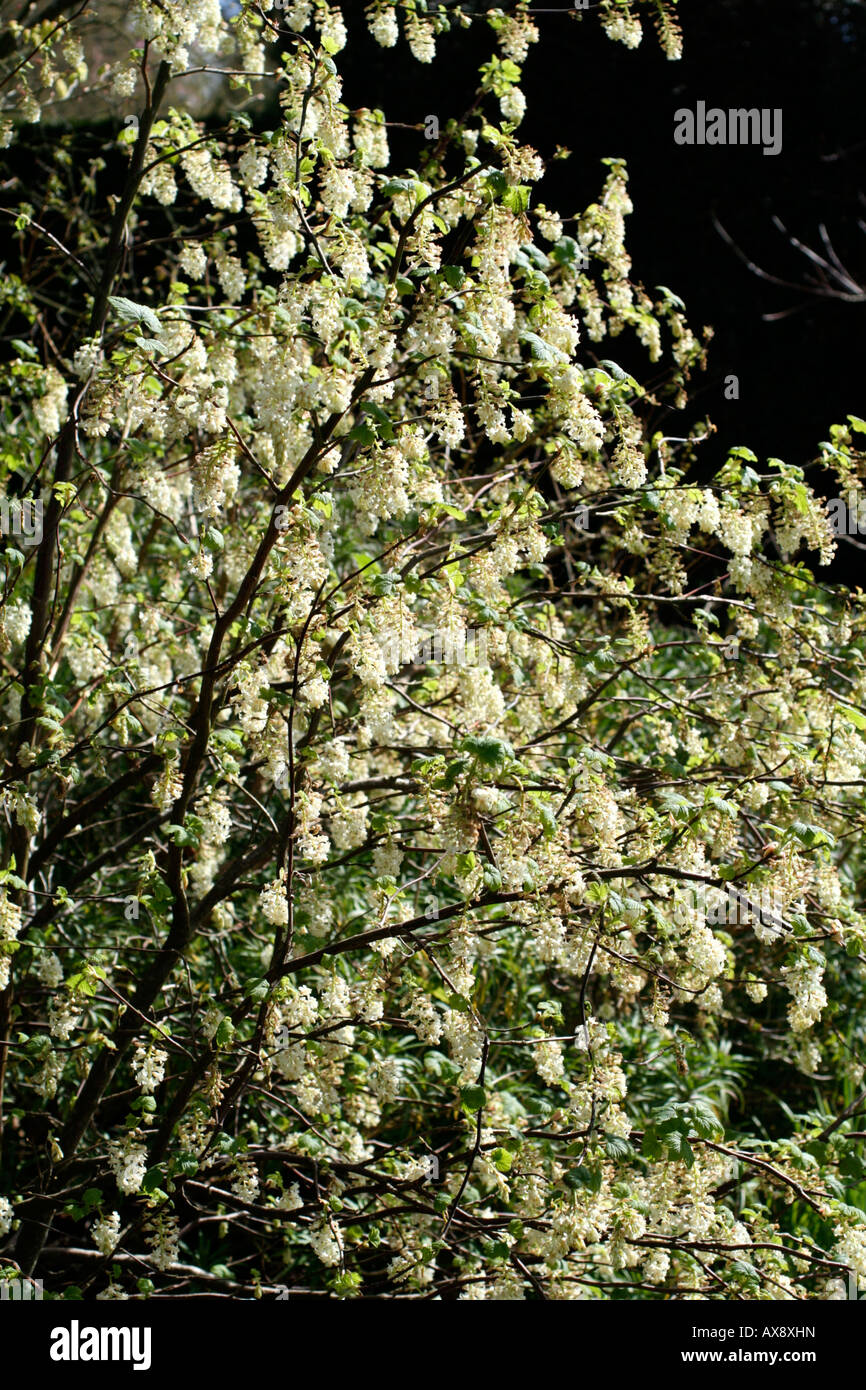 Ribes sanguineum white hi-res stock photography and images - Alamy