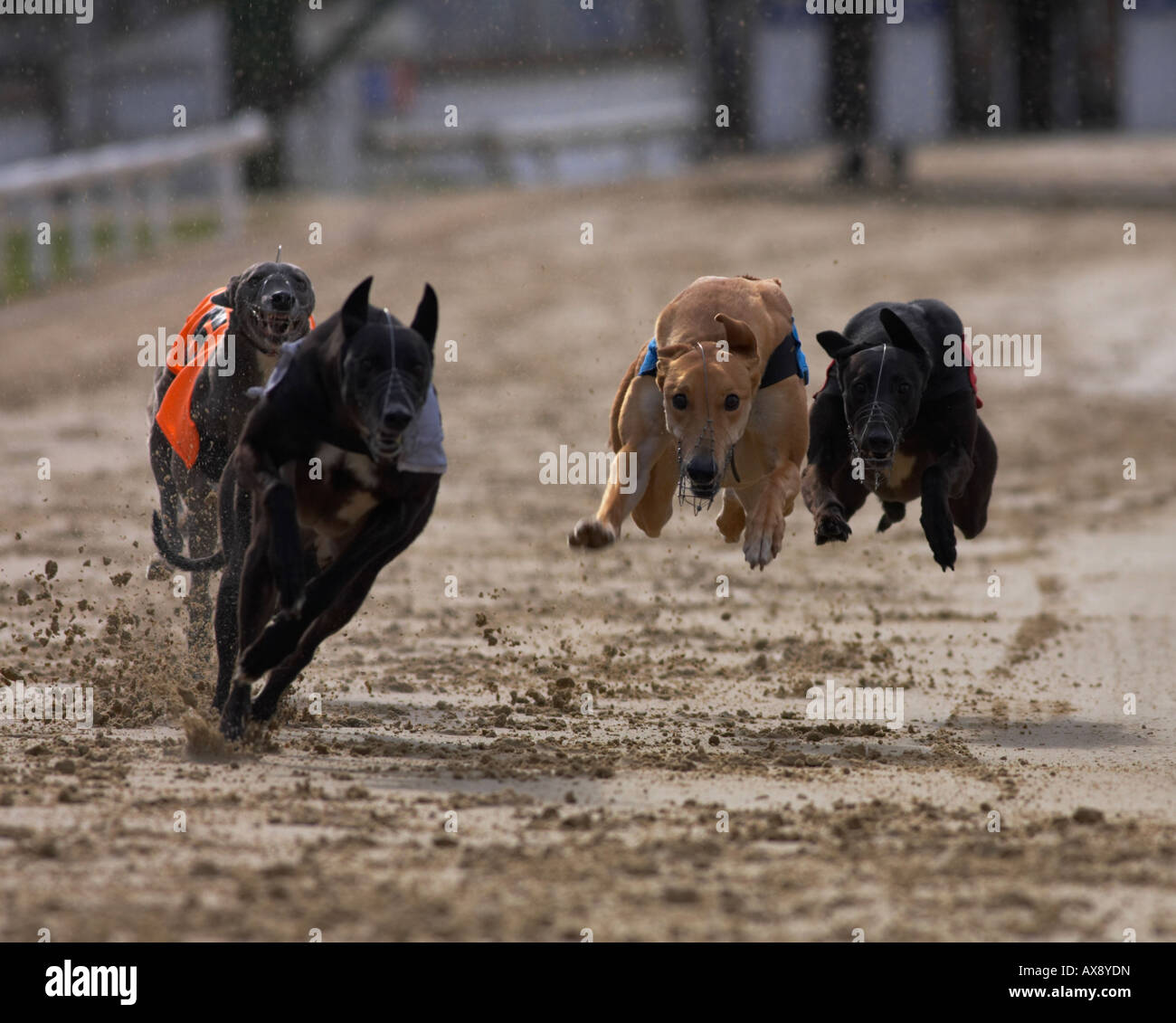 Greyhound racing at Oxford Stock Photo - Alamy