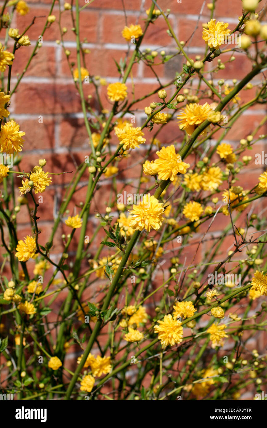 Kerria japonica hi-res stock photography and images - Alamy
