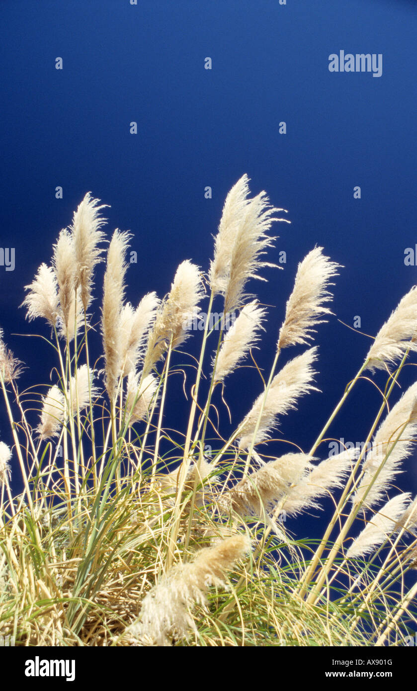 Beach grass cortaderia hi-res stock photography and images - Alamy