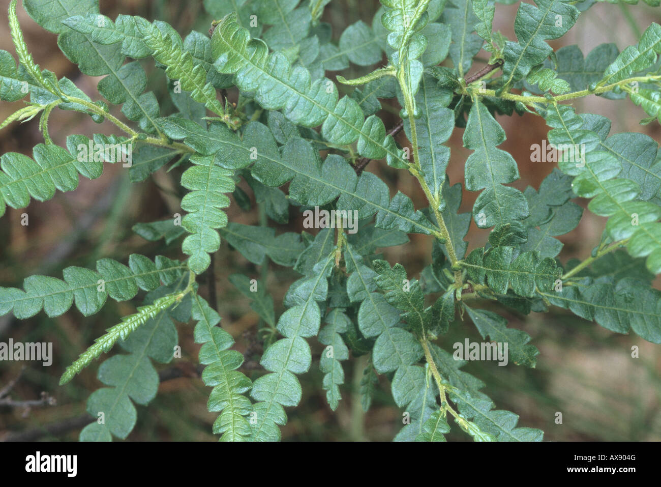 Sweetfern (comptonia peregrina) hi-res stock photography and images - Alamy