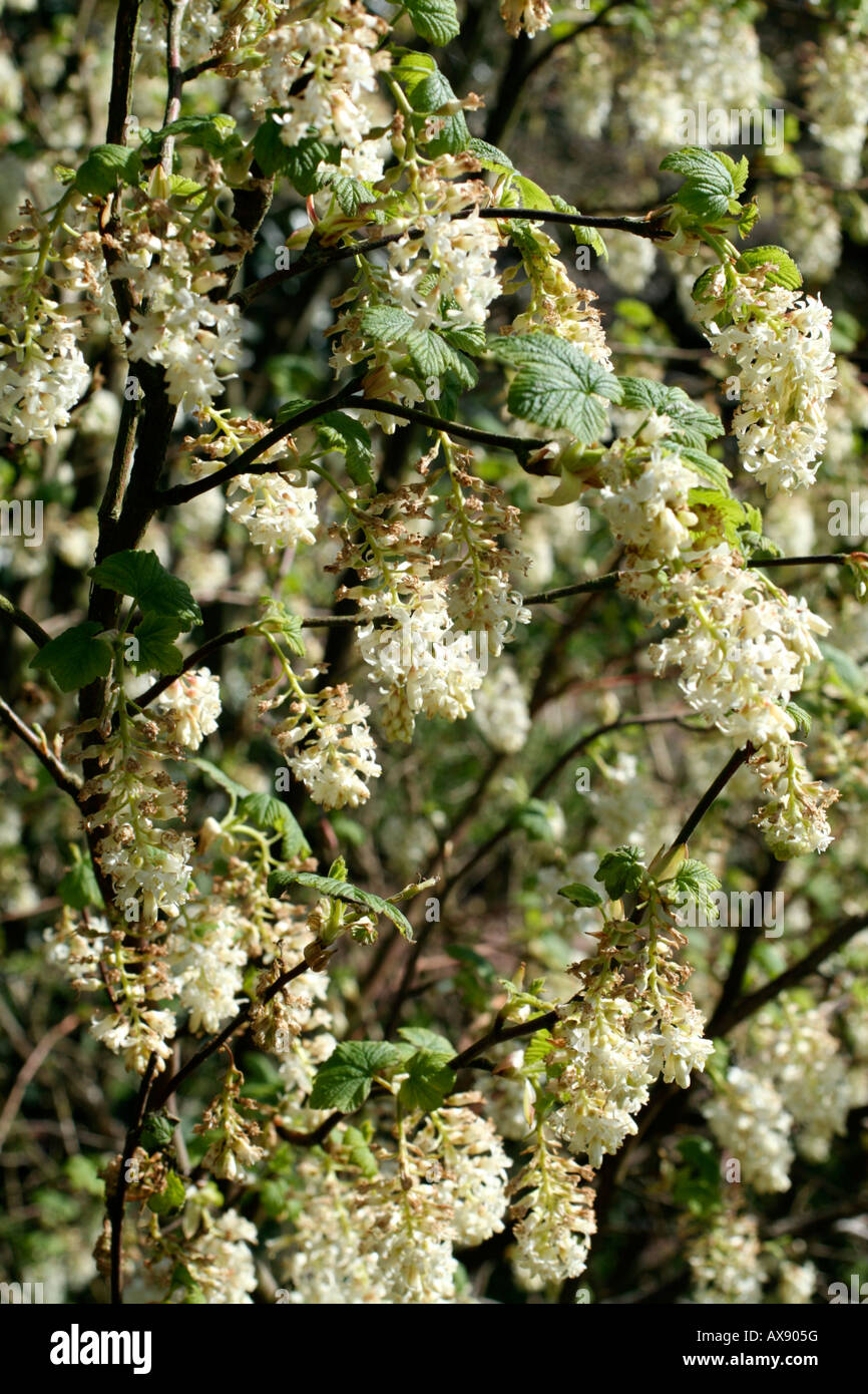 RIBES SANGUINEUM ALBUM Stock Photo - Alamy