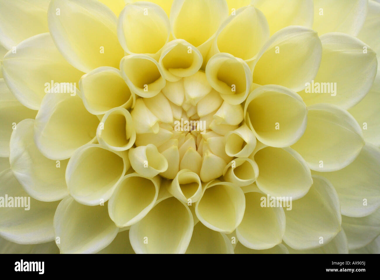Dahlia yellow lemon symmetry petal colour hi-res stock photography and ...