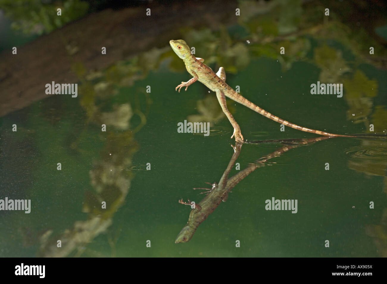 Basilisk running on water hi-res stock photography and images - Alamy