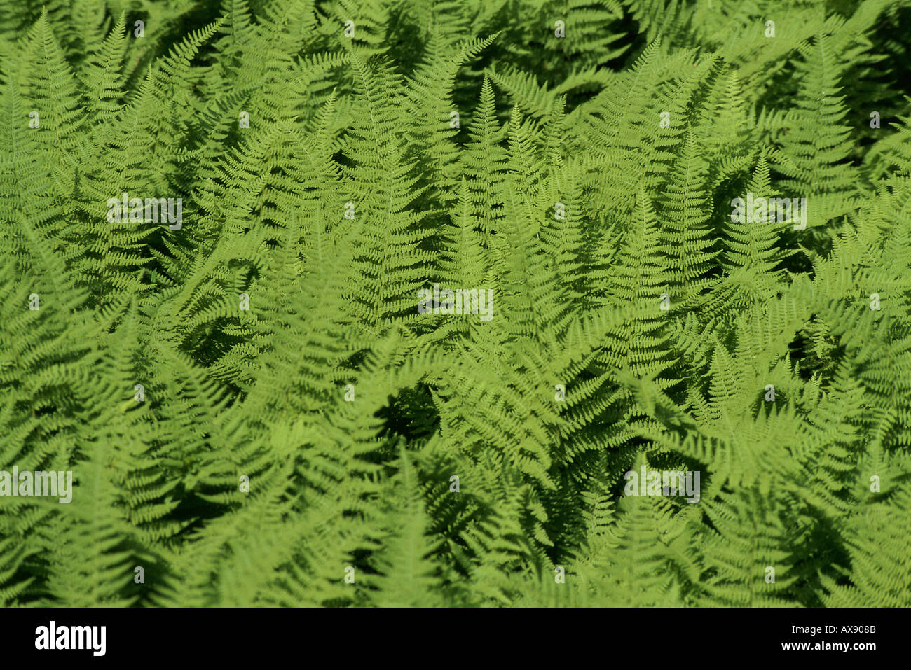 New York Fern Stock Photo - Alamy