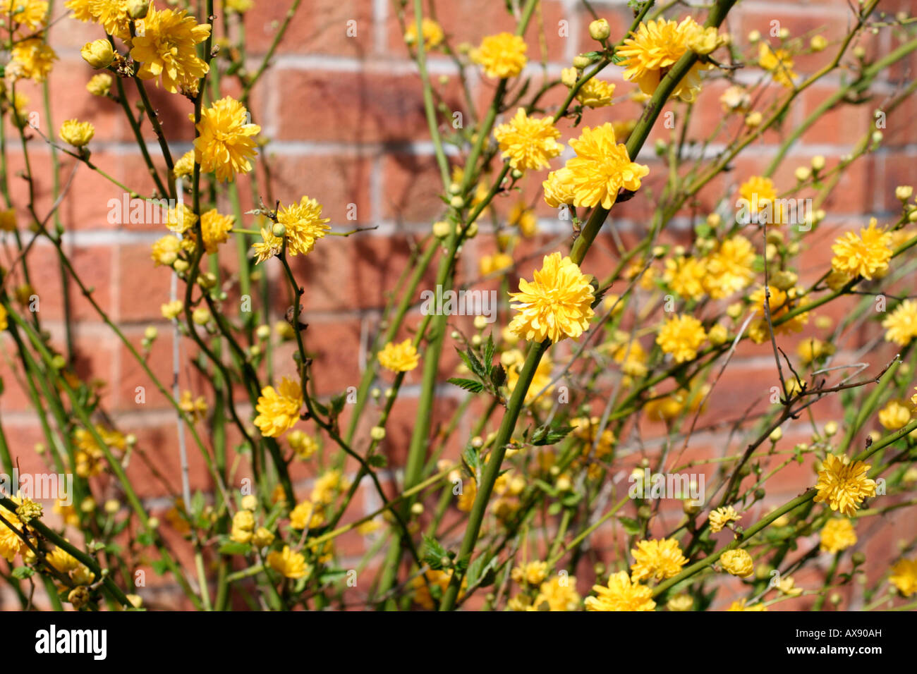 Japonica pleniflora hi-res stock photography and images - Alamy