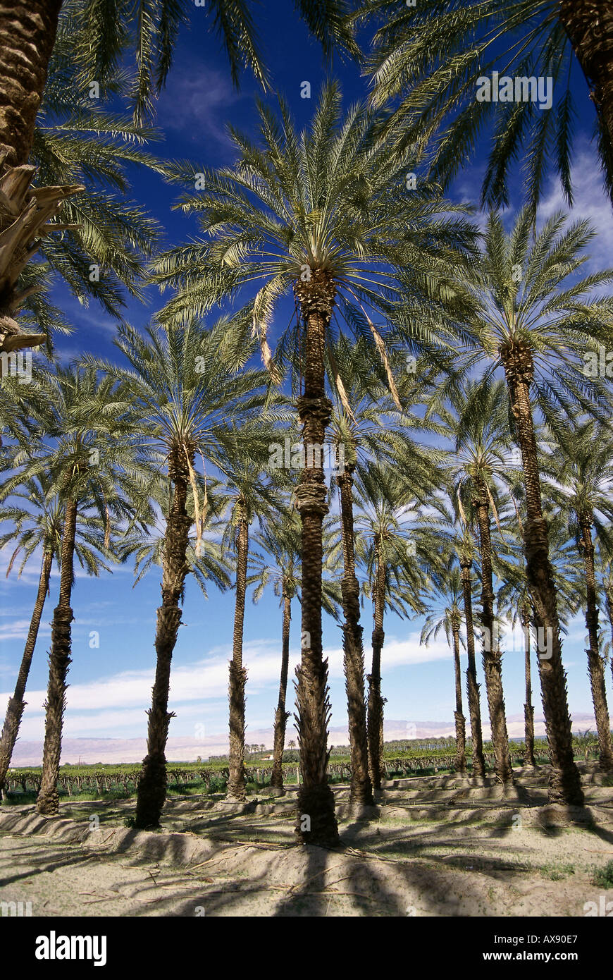 Date Palm Trees California USA Stock Photo - Alamy
