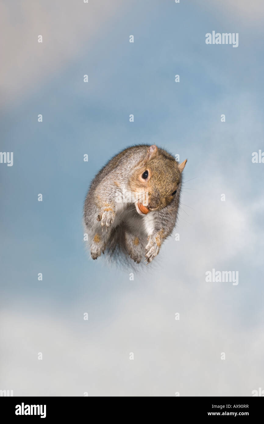 Grey squirrel Sciurus carolinus jumping with hazel nut front view close ...