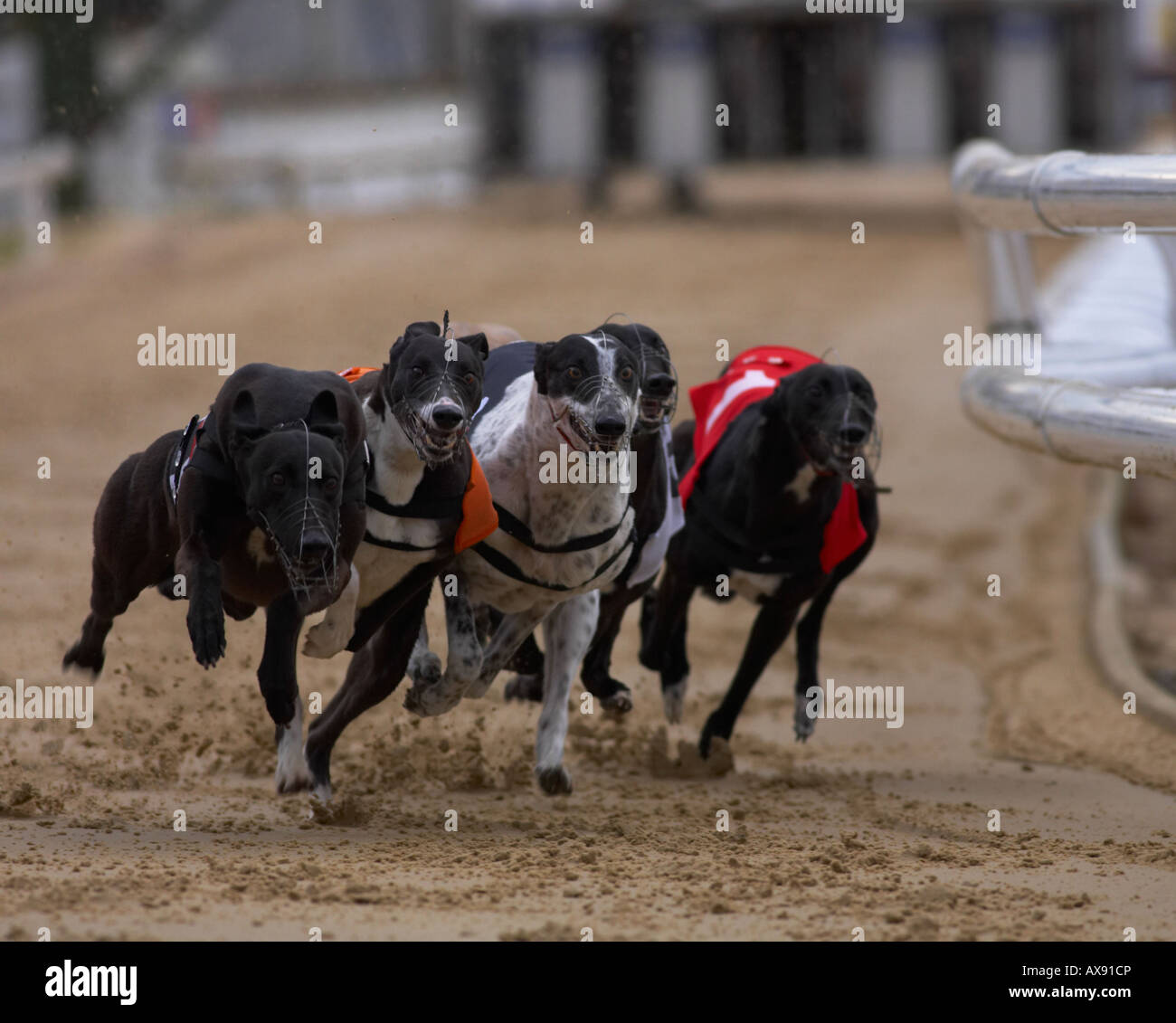 Greyhound racing at Oxford Stock Photo - Alamy