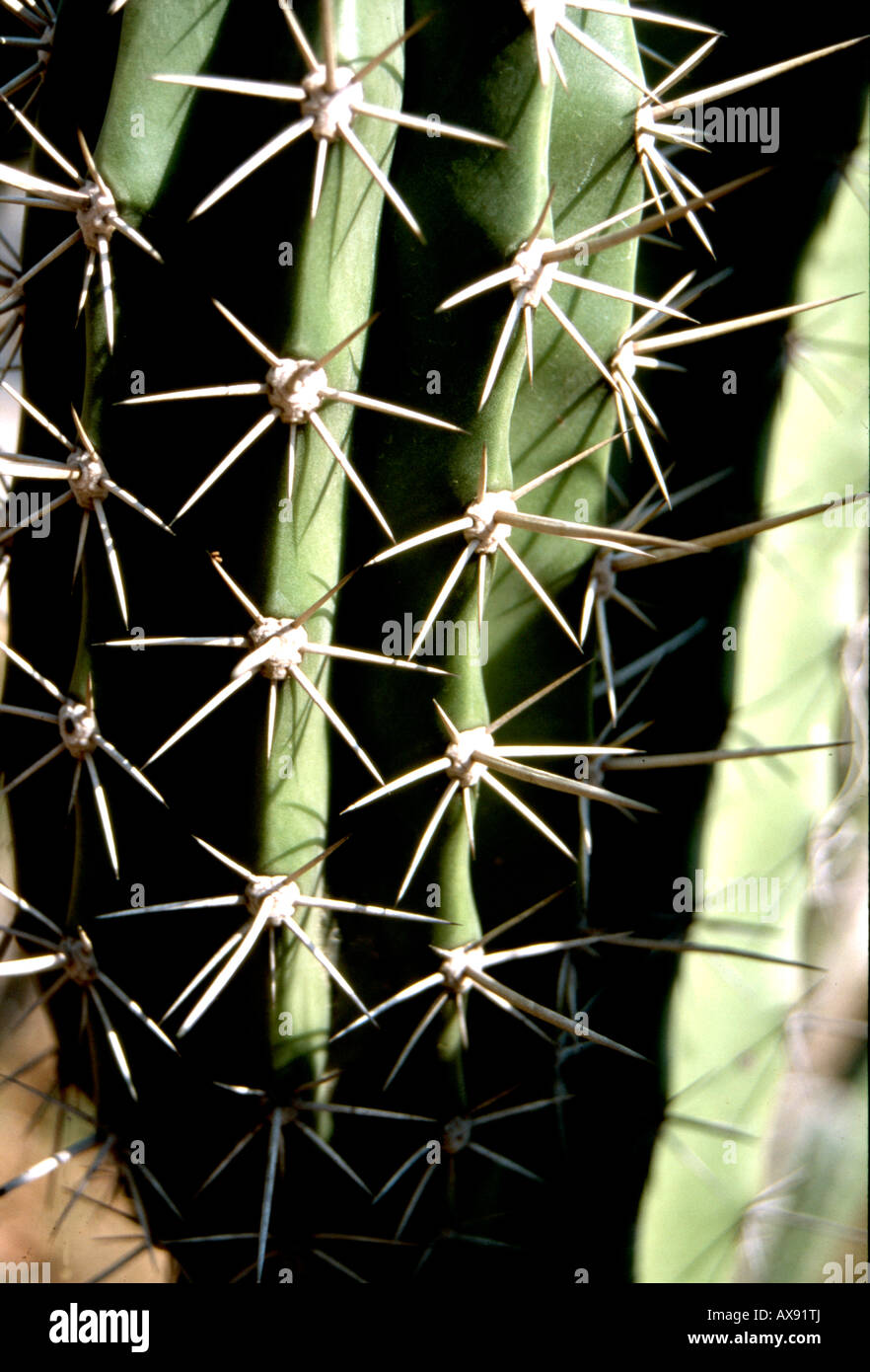 Close up of spikes on cactus plant Stock Photo - Alamy