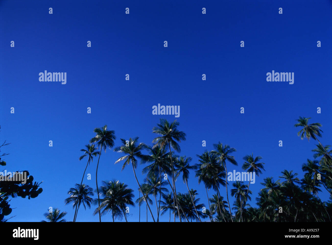 Coconut Trees Venezuela Stock Photo - Alamy