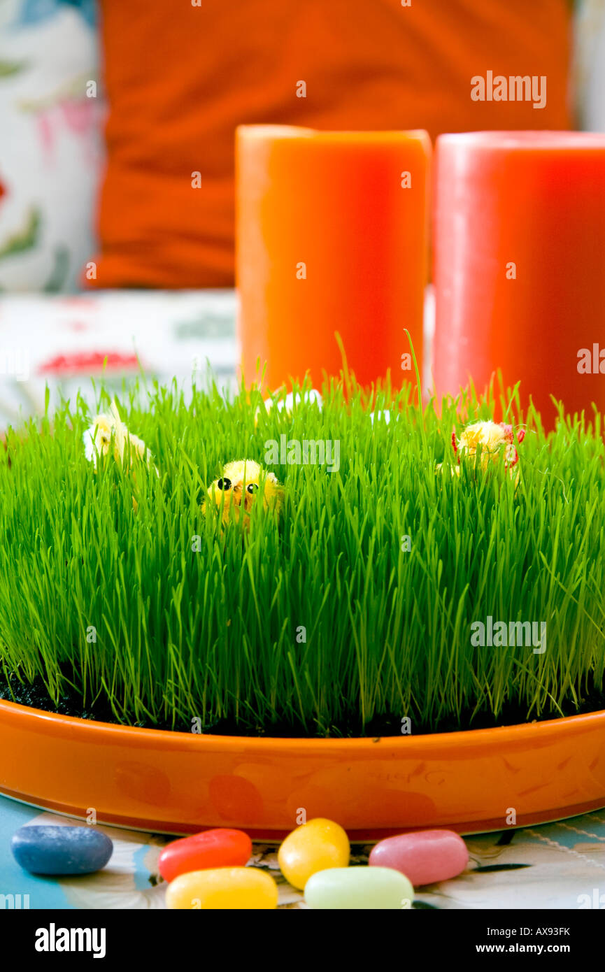 Yellow easter grass hi-res stock photography and images - Alamy