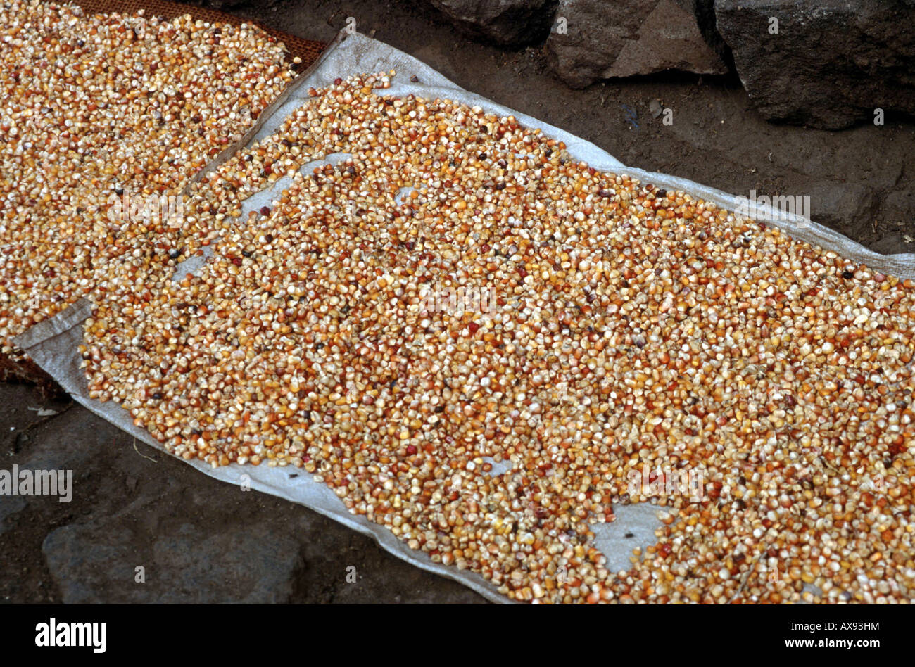GUATEMALA MAIZE DRYING IN THE SUN IN ANTIGUA Photo Julio Etchart Stock ...