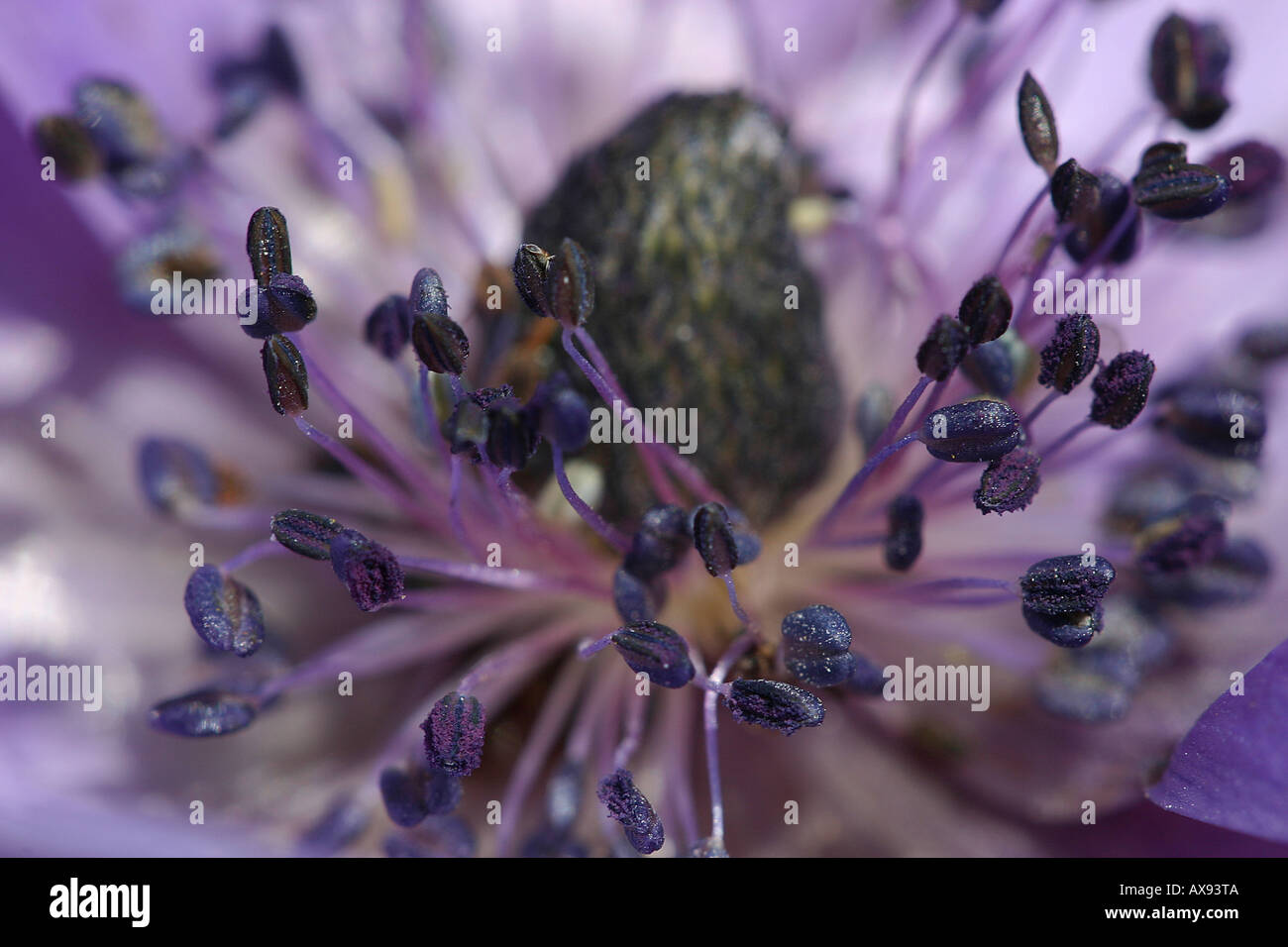 Pollen tubes hi-res stock photography and images - Alamy