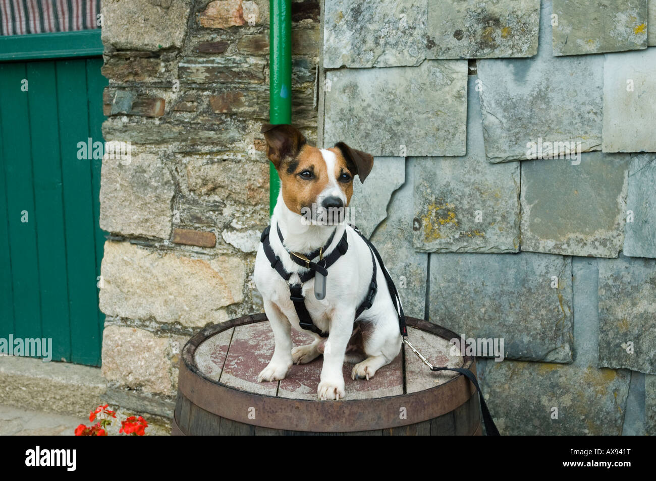 Jack russell focus hi-res stock photography and images - Alamy