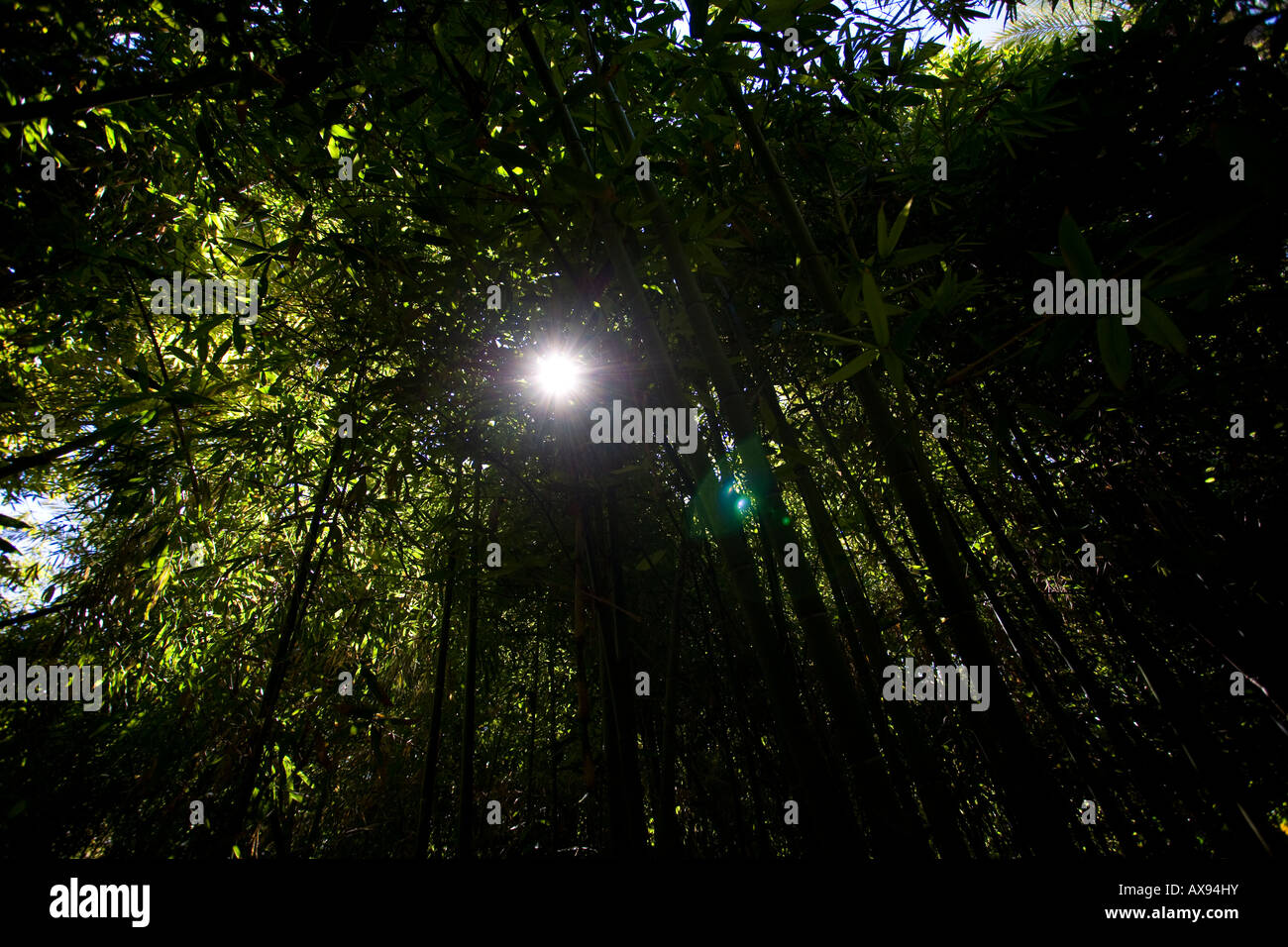 sun through the trees Stock Photo - Alamy
