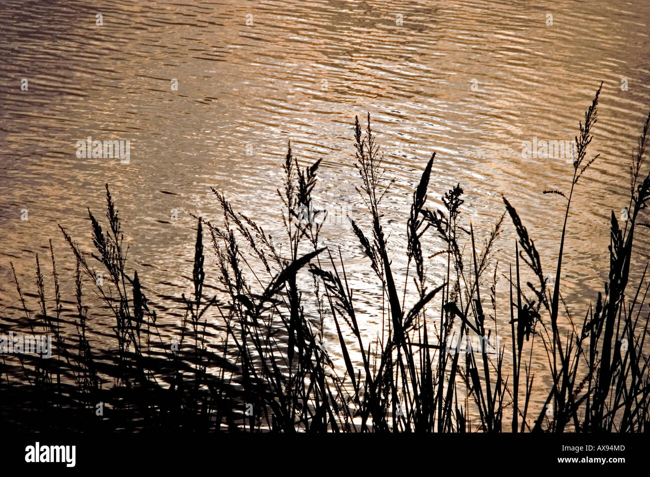 Fish breeding ponds hi-res stock photography and images - Alamy