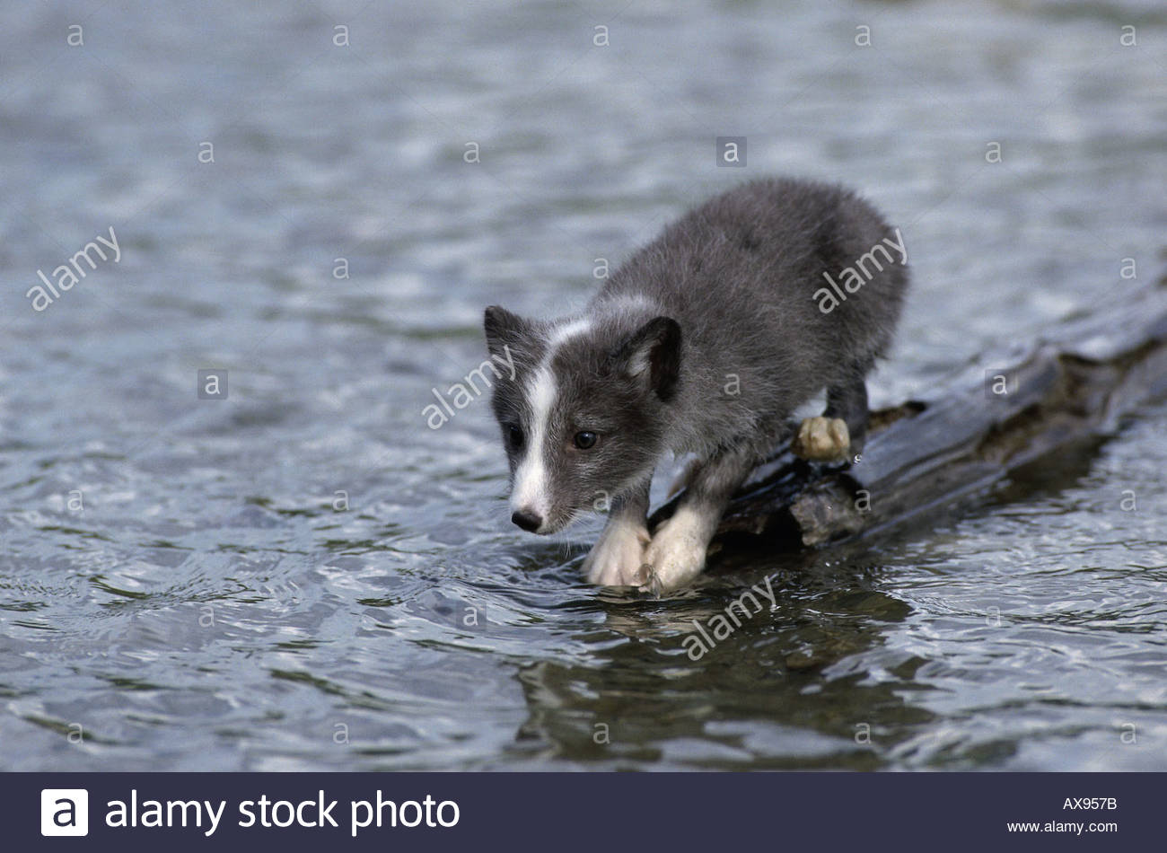 Floating Fox Stock Photos & Floating Fox Stock Images - Alamy
