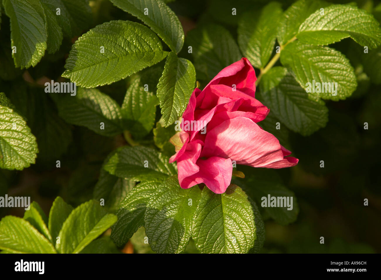 Burnet Rose Rosa pimpinellifolia Stock Photo - Alamy