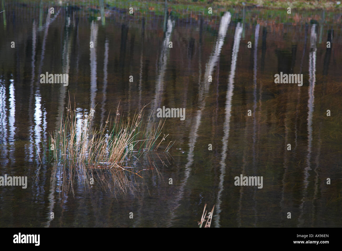 Lanty hi-res stock photography and images - Alamy