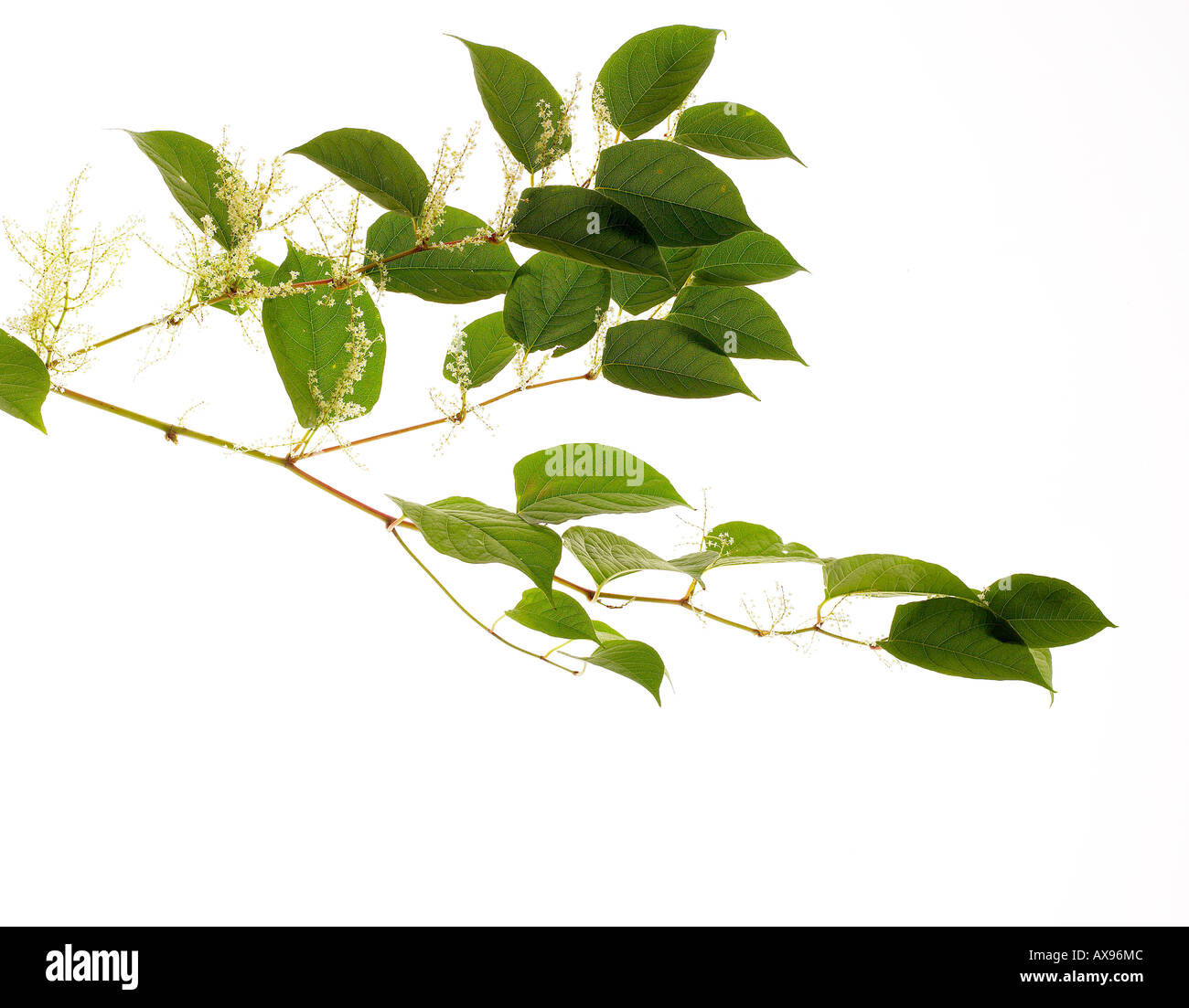 Invasive weed Cut Out Stock Images & Pictures - Alamy