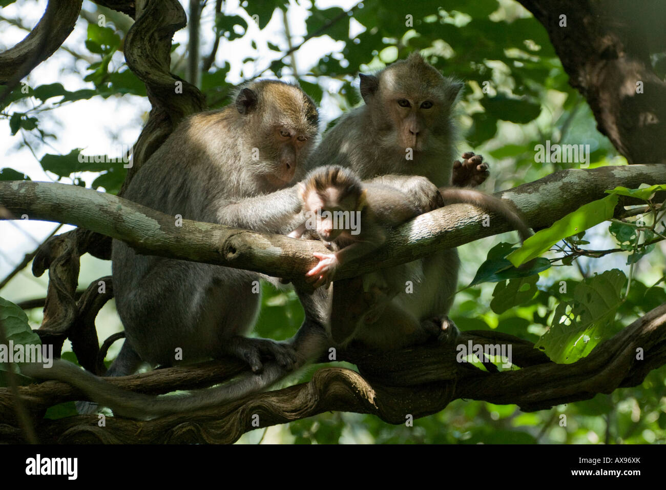 Long tailed macaque family and baby, Bali Barat National Park ...