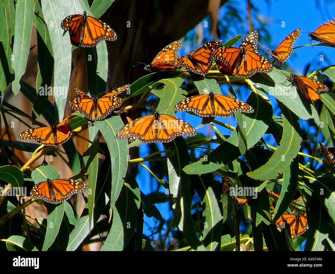 Monarch Butterfly Danaus plexippus Stock Photo - Alamy Monarch Butterfly Danaus plexippus Stock Photo - Alamy