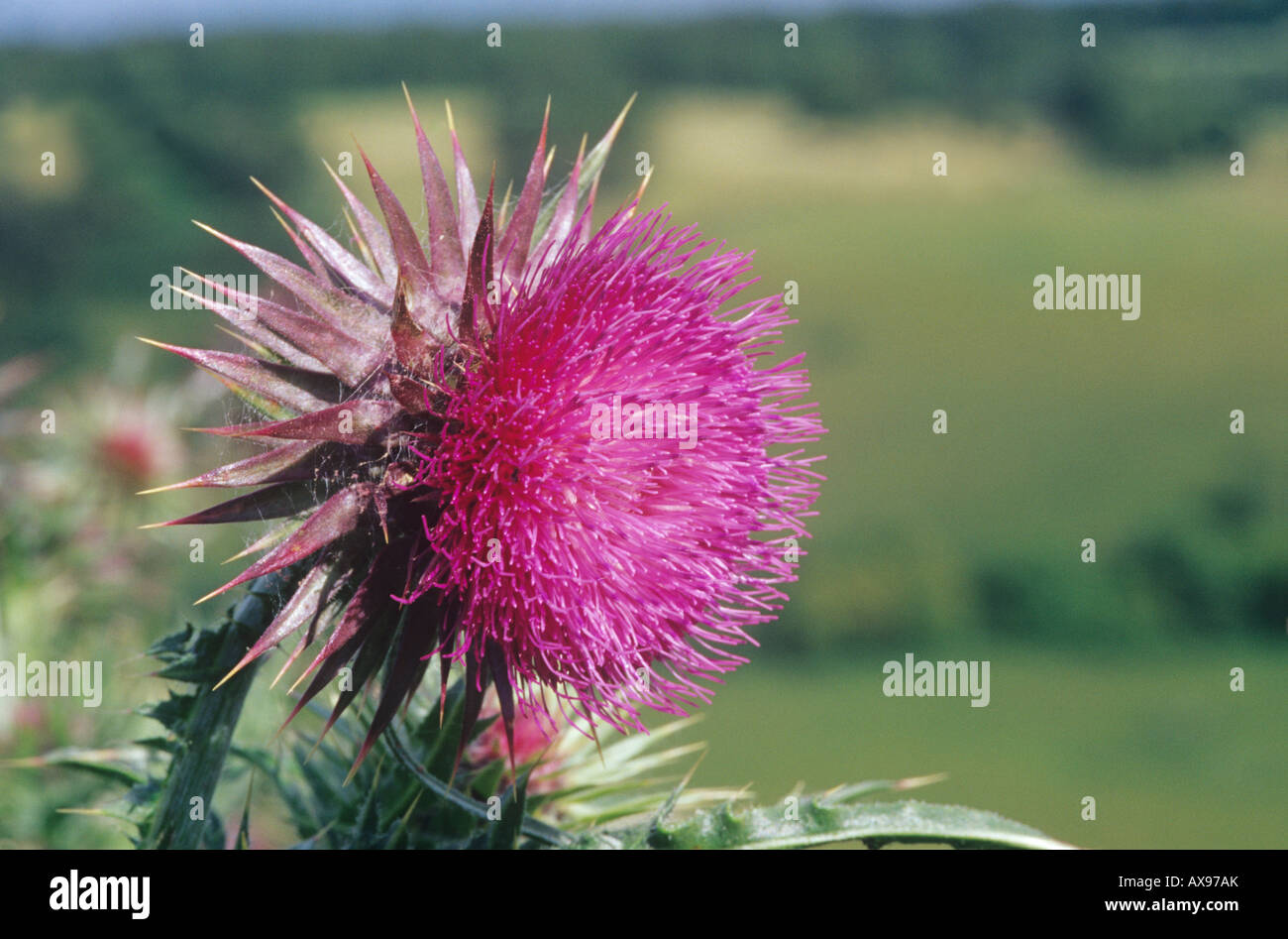 Scrub thistle hi-res stock photography and images - Alamy