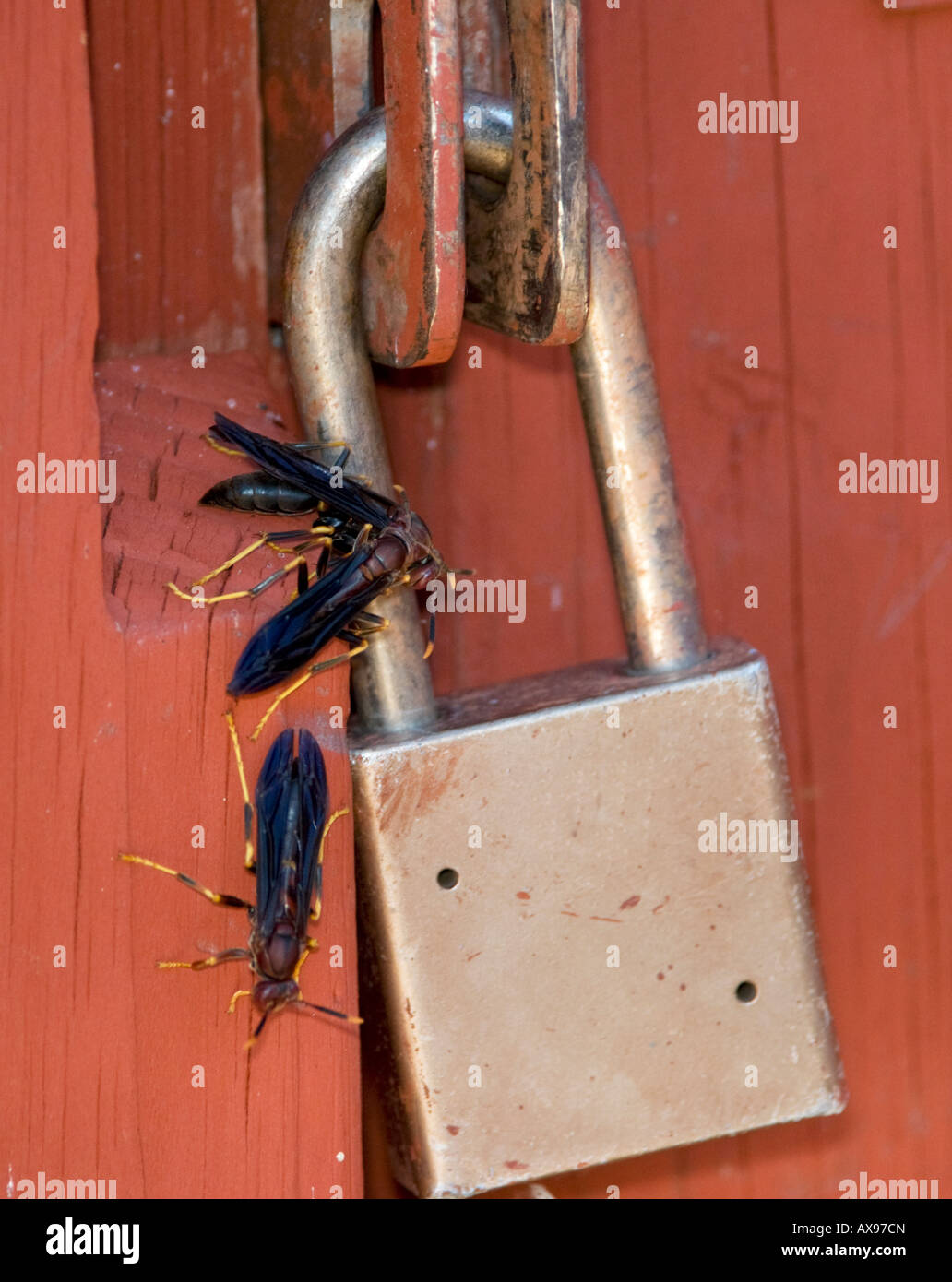 Wasps explore a lock on a outdoor public bathroom door. Oklahoma, USA ...
