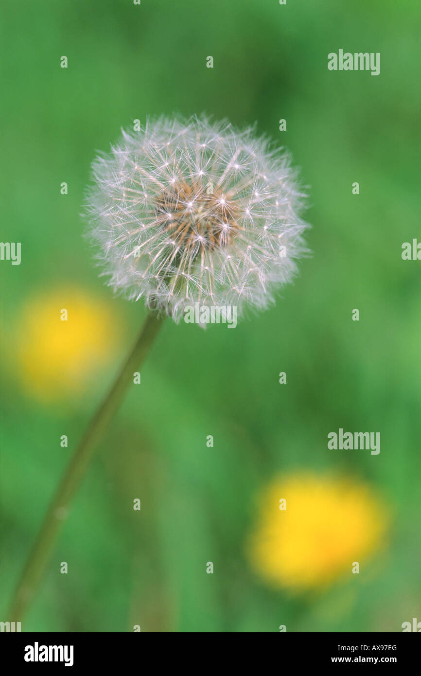 Full Dandelion (Taraxacum officinale) seed head Stock Photo - Alamy