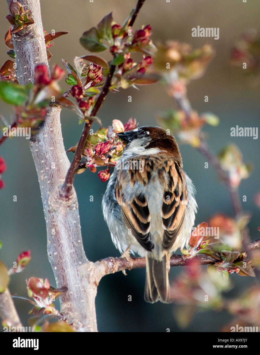 English sparrow hi-res stock photography and images - Alamy