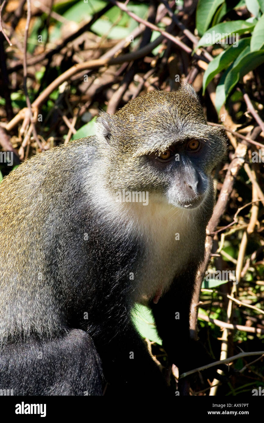 SYKES MONKEY Cercopithecus albogularis mitis Stock Photo - Alamy