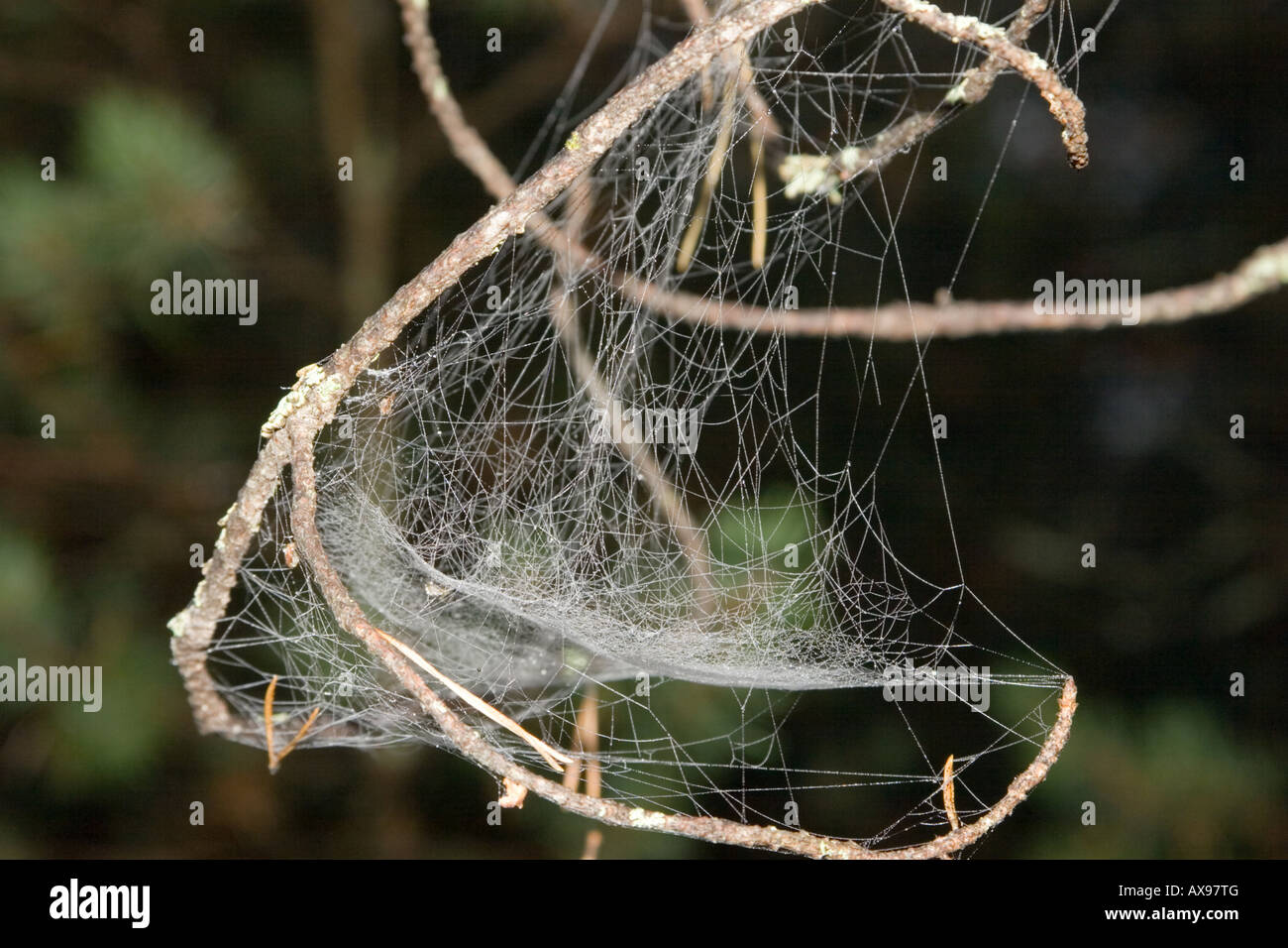 the spider s cobweb in forest Stock Photo - Alamy