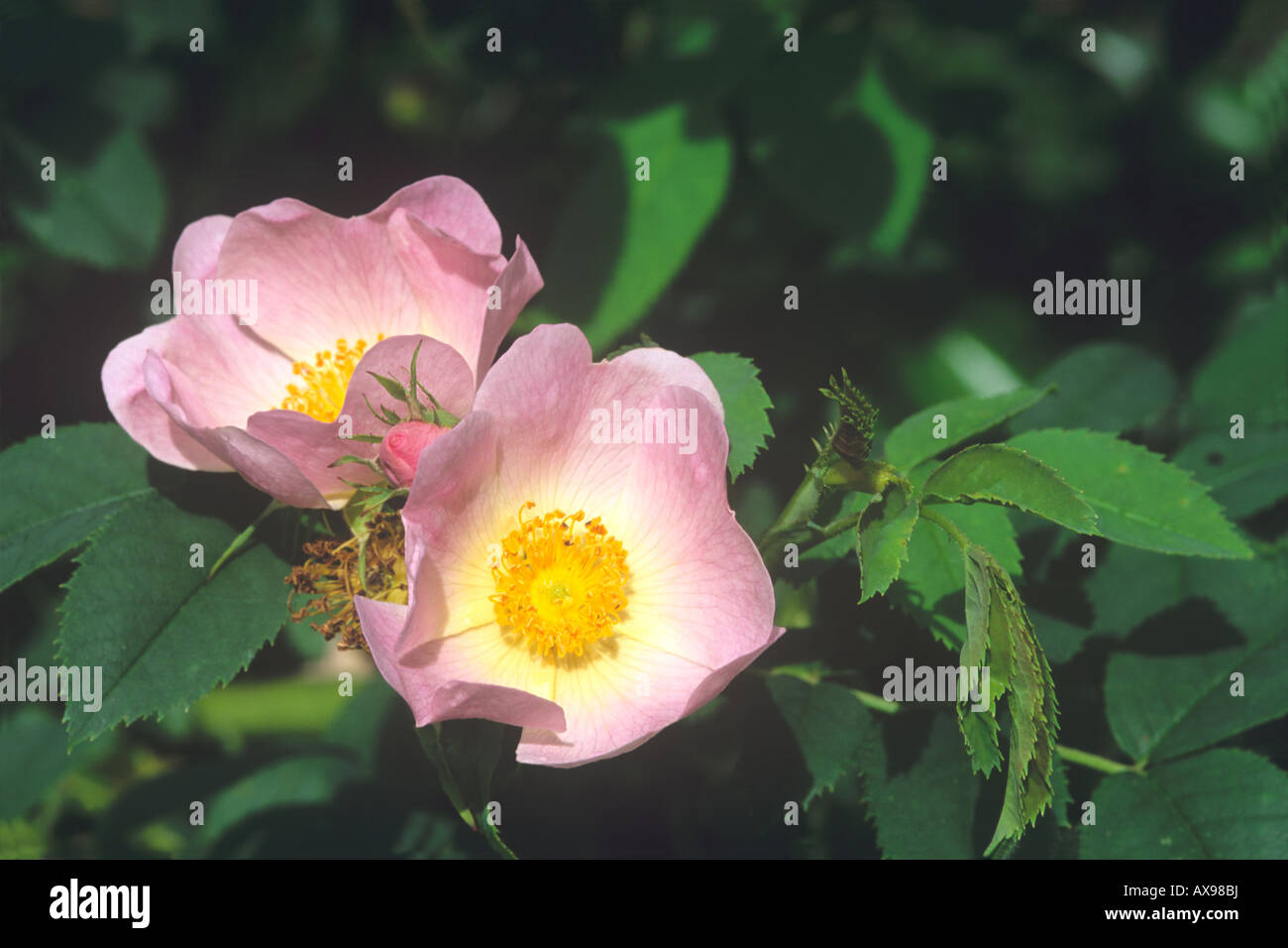 Dog Rose (Rosa canina Stock Photo - Alamy