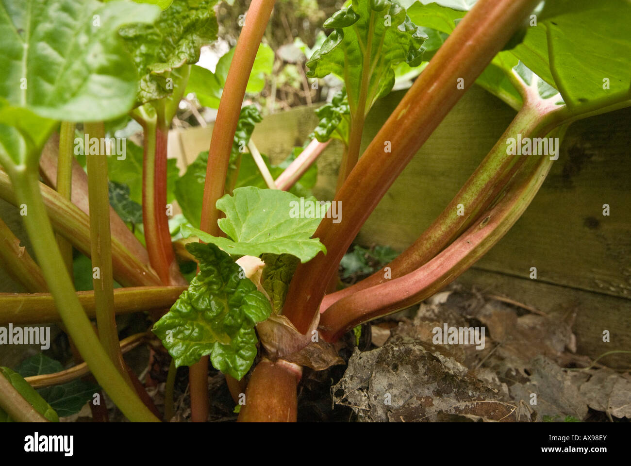 Rhubarb growing outdoors Stock Photo - Alamy