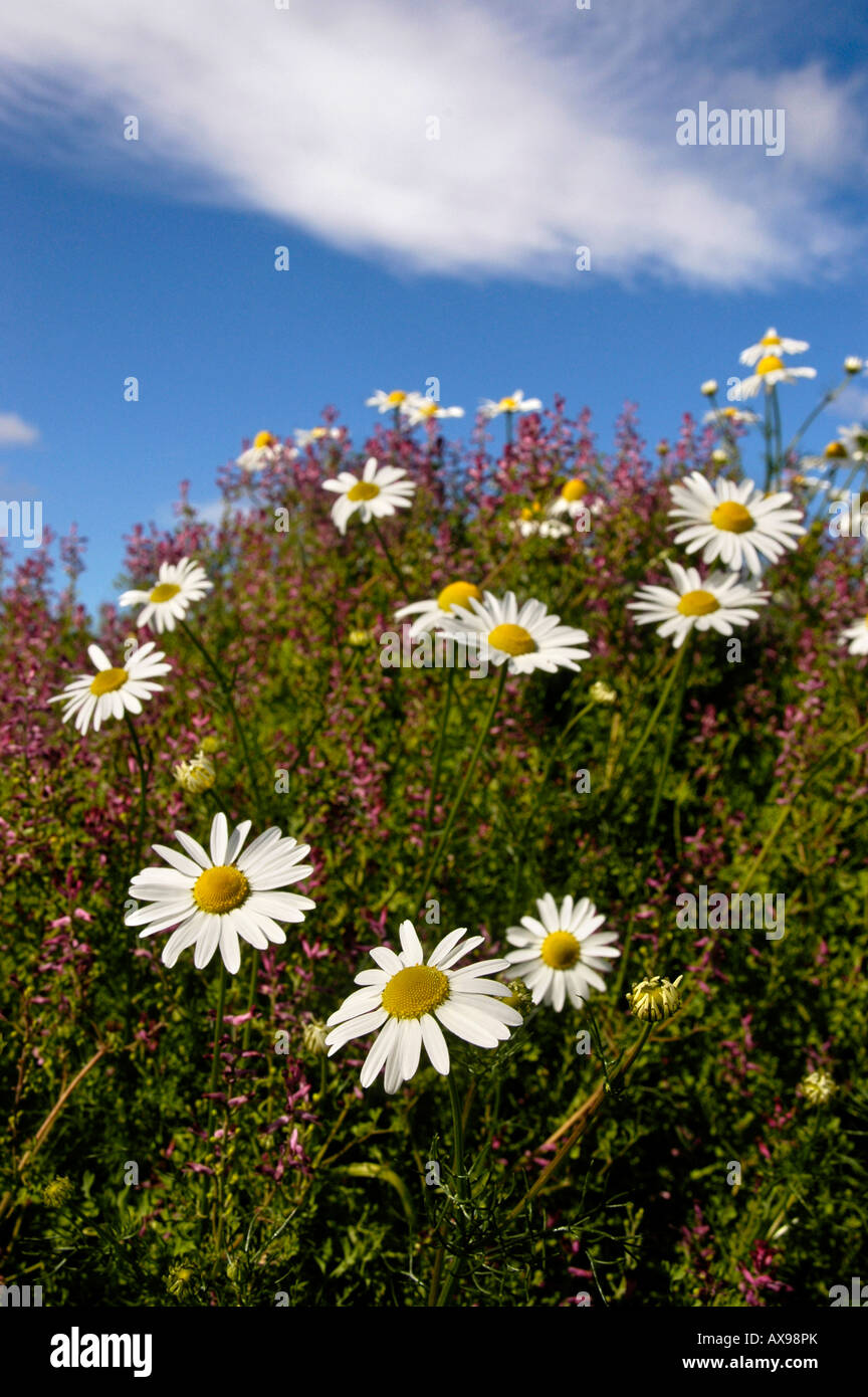 False chamomile hi-res stock photography and images - Alamy