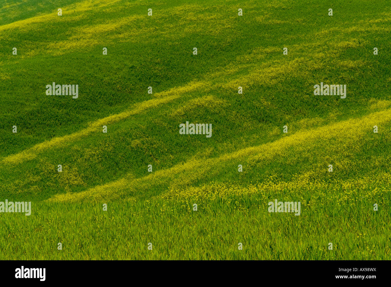 Meadow structure hi-res stock photography and images - Alamy
