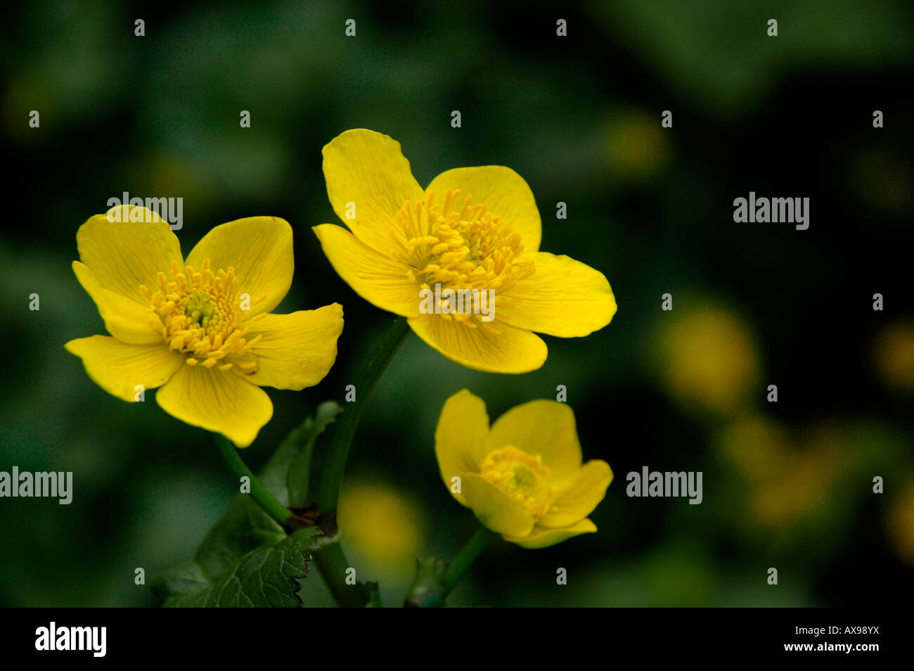 Flowering marsh marigolds Stock Photo - Alamy