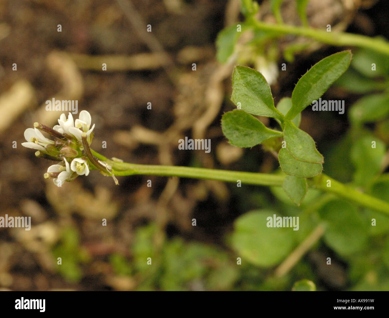 Bitter weed hi-res stock photography and images - Alamy