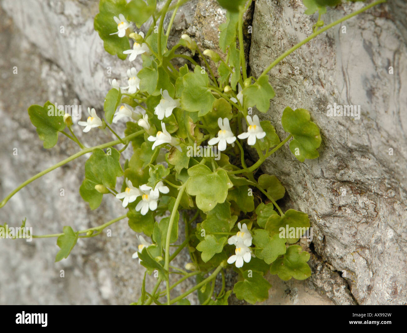 Ivy leaved Toadflax, cymbalaria muralis, white form Stock Photo - Alamy