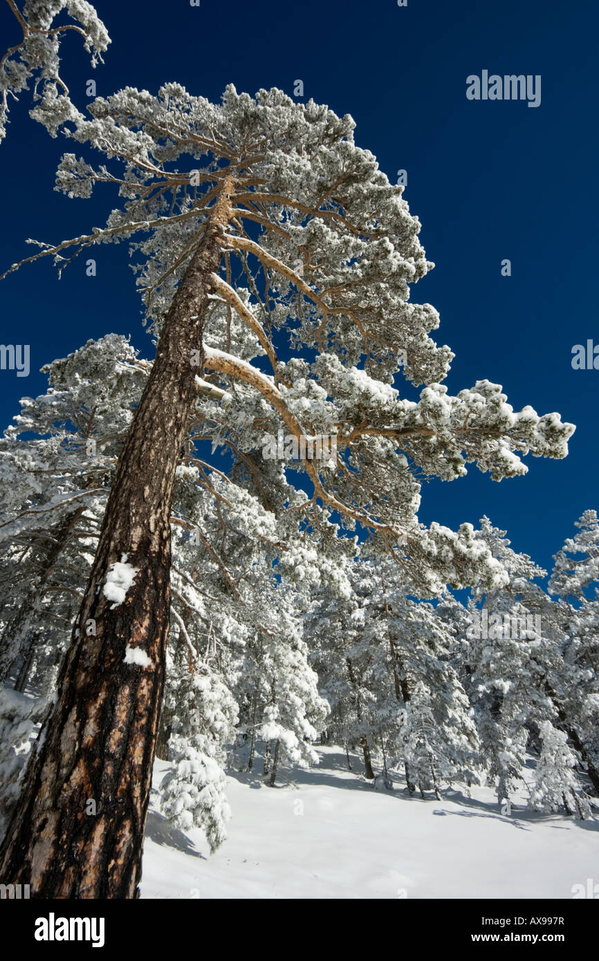 Snow covered pine tree, Pinus sylvestris, Gudar mountains, Spain Stock ...
