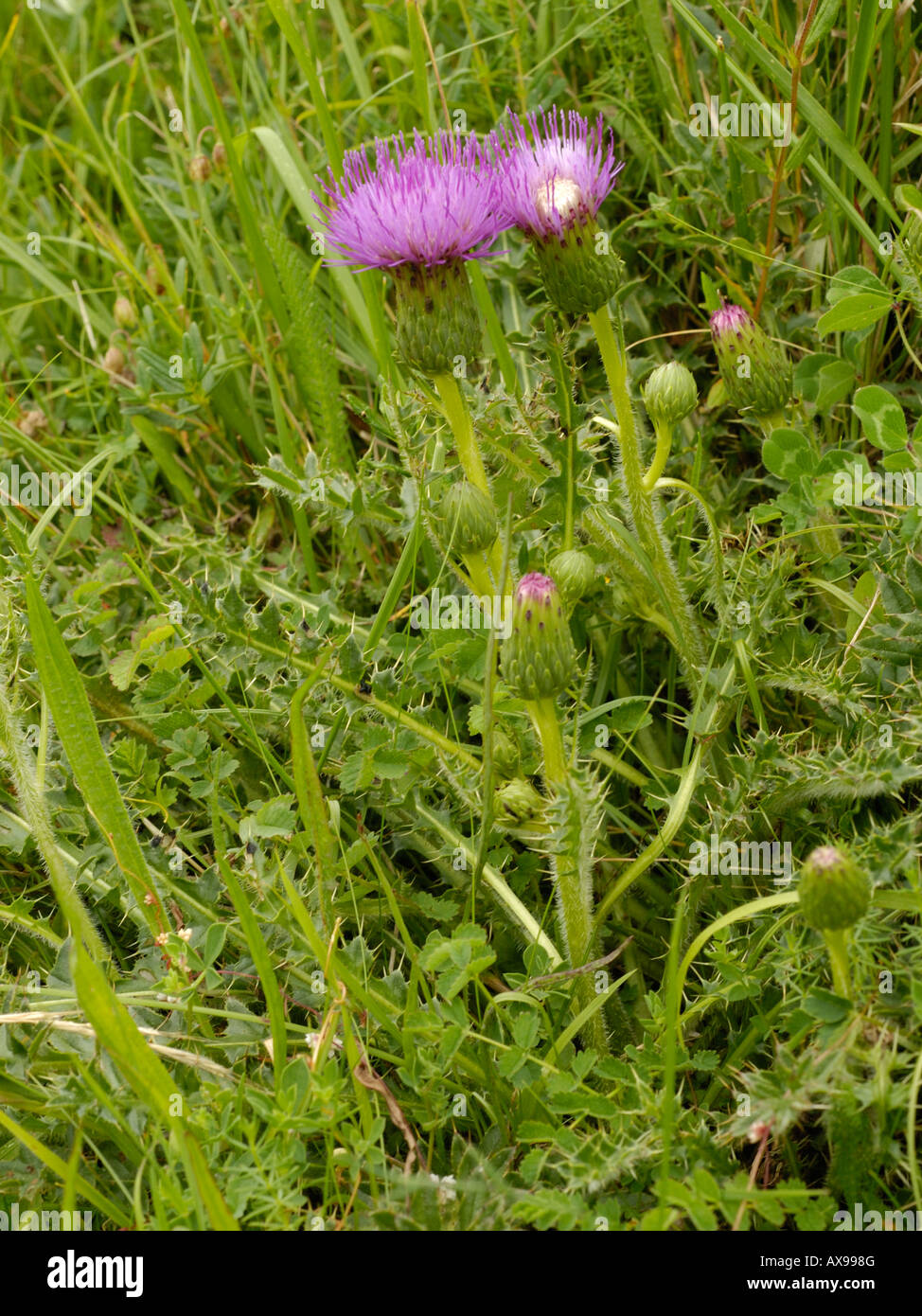 Dwarf Thistle, cirsium acaule, short stemmed variety Stock Photo - Alamy