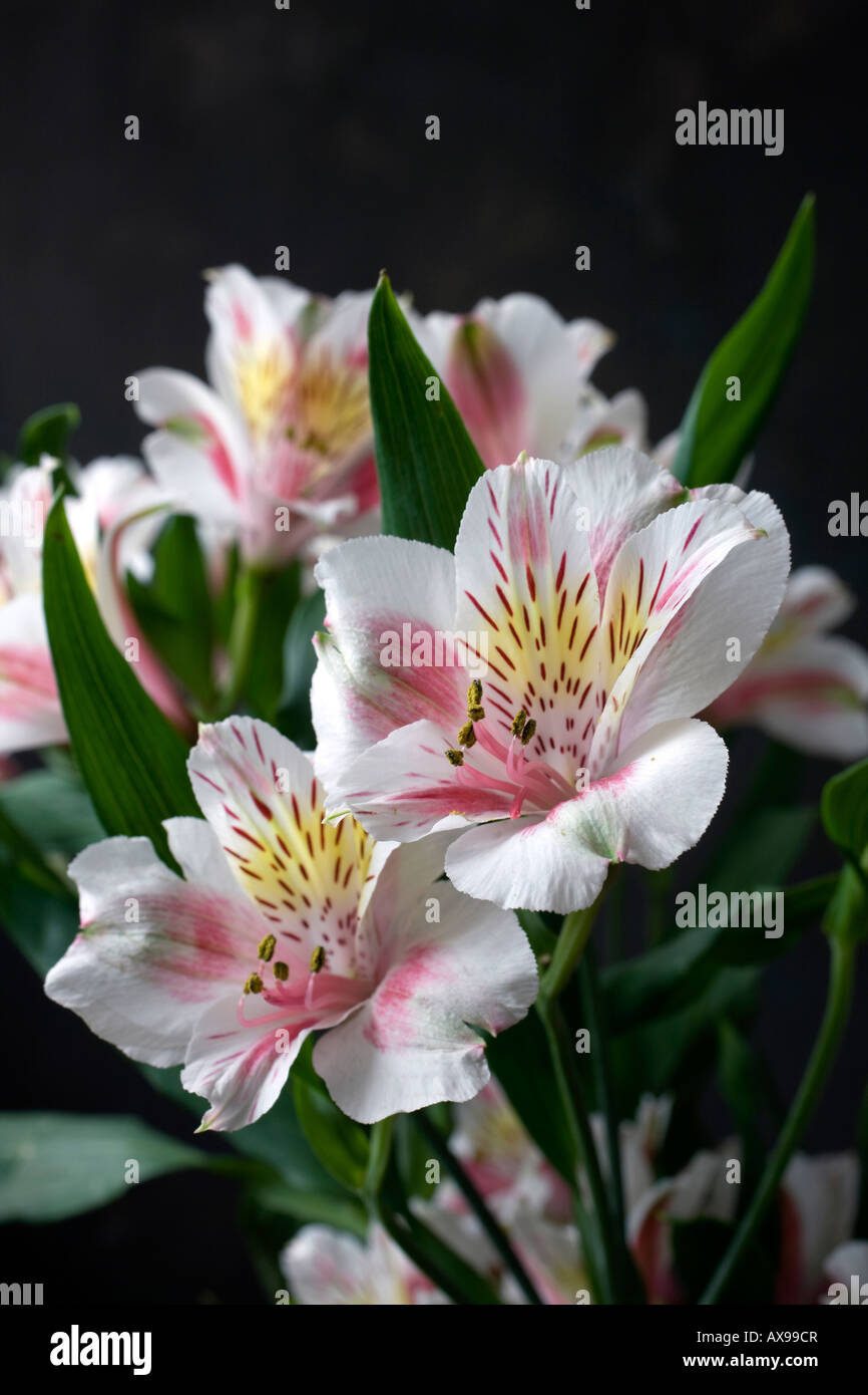 A white, pink and yellow Lily, Alstroemeria, showing pollen on its ...