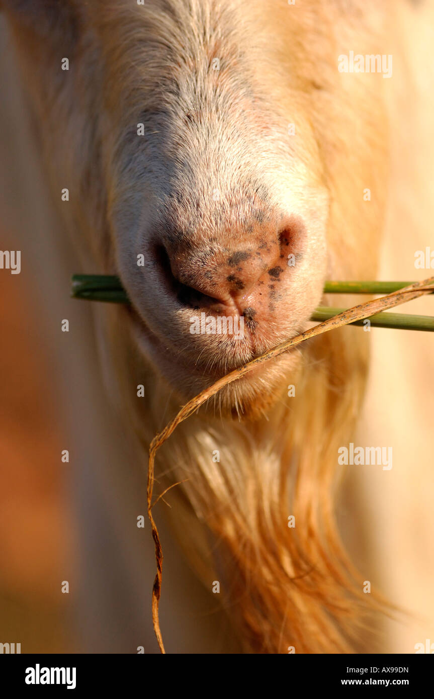 Close up of Goat chewing grass Stock Photo - Alamy