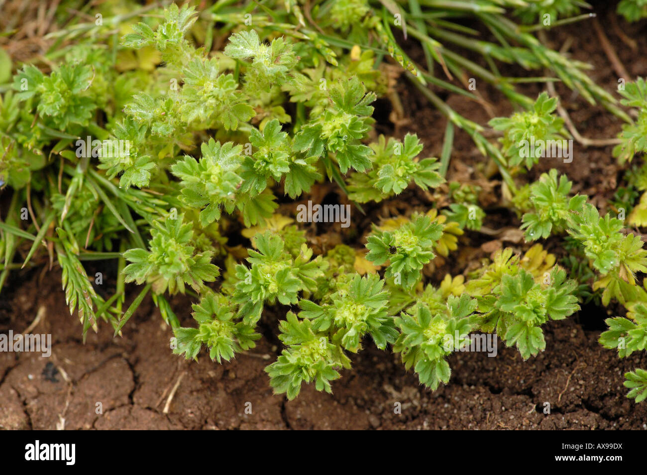 Parsley piert hi-res stock photography and images - Alamy