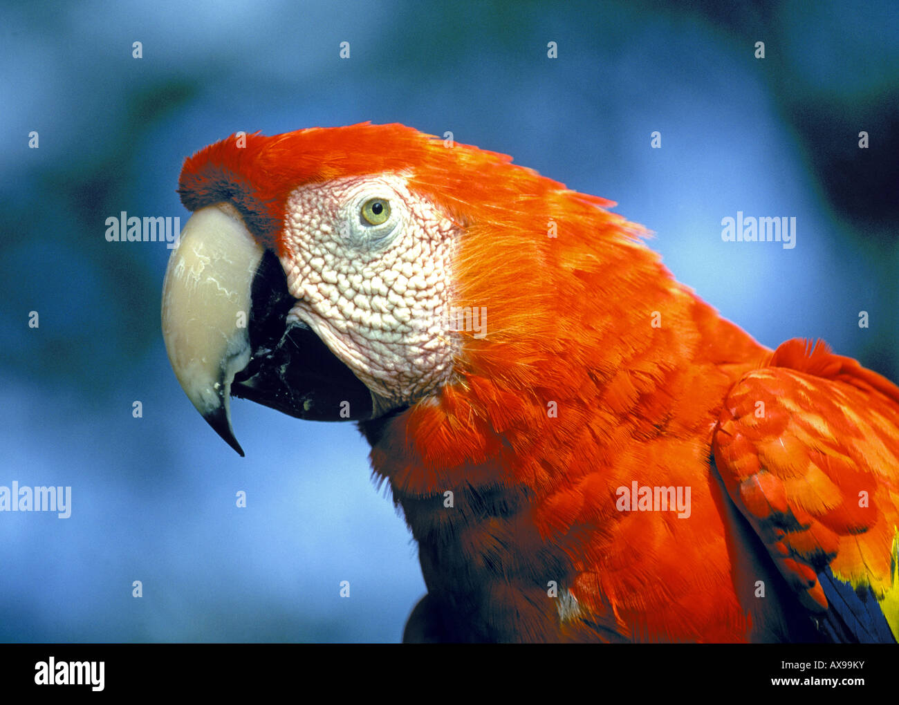 Portrait of a scarlet macaw a rare and endangered bird inhabiting many ...
