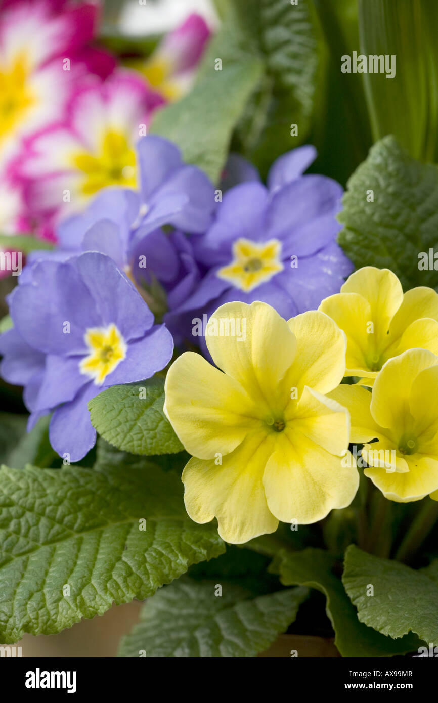 Mixed primroses Primula vulgaris Stock Photo - Alamy
